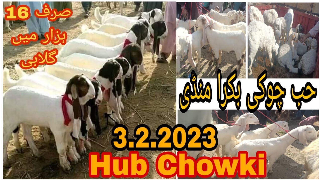 | Hub choki Bakra mandi | حب چوکی بکرا منڈی - YouTube