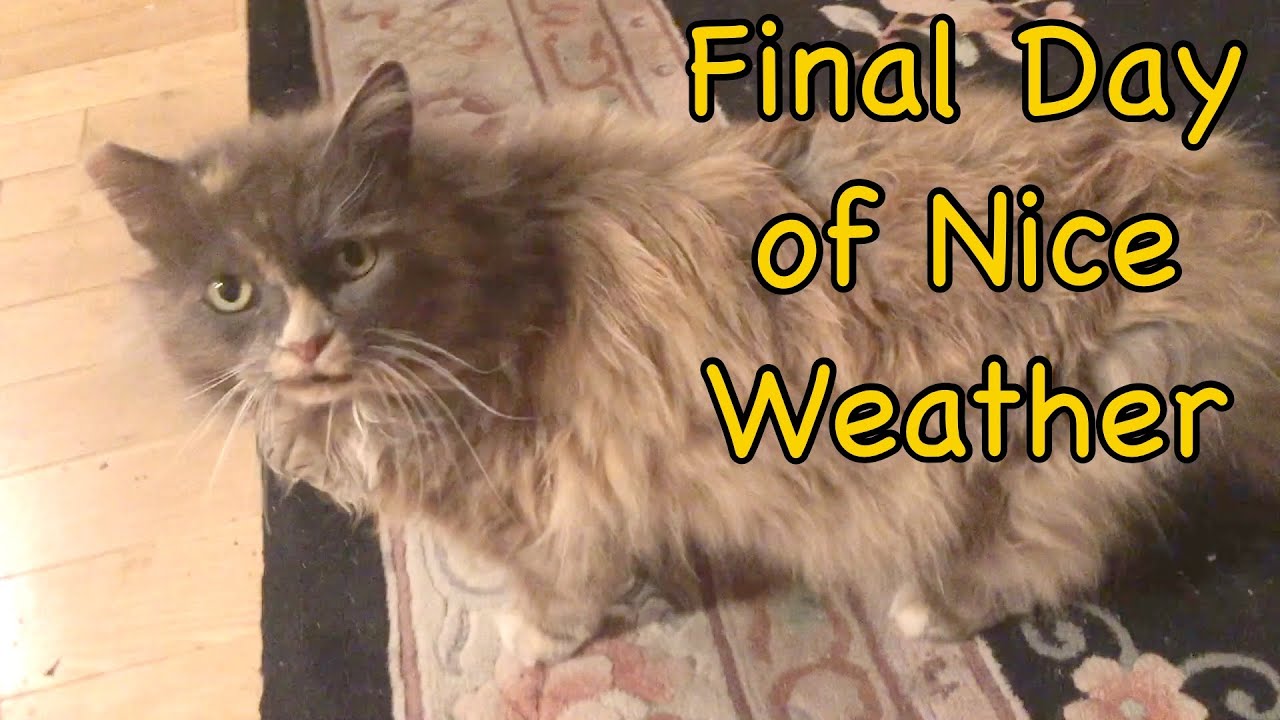 Taming a Feral 988: Final Day of Nice Weather - YouTube