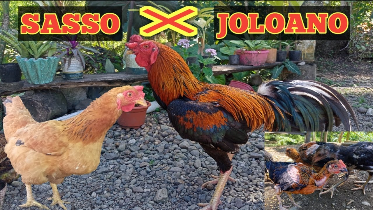 CROSS BREEDING SASSO AND JOLOANO | SEAN'S BACKYARD - YouTube