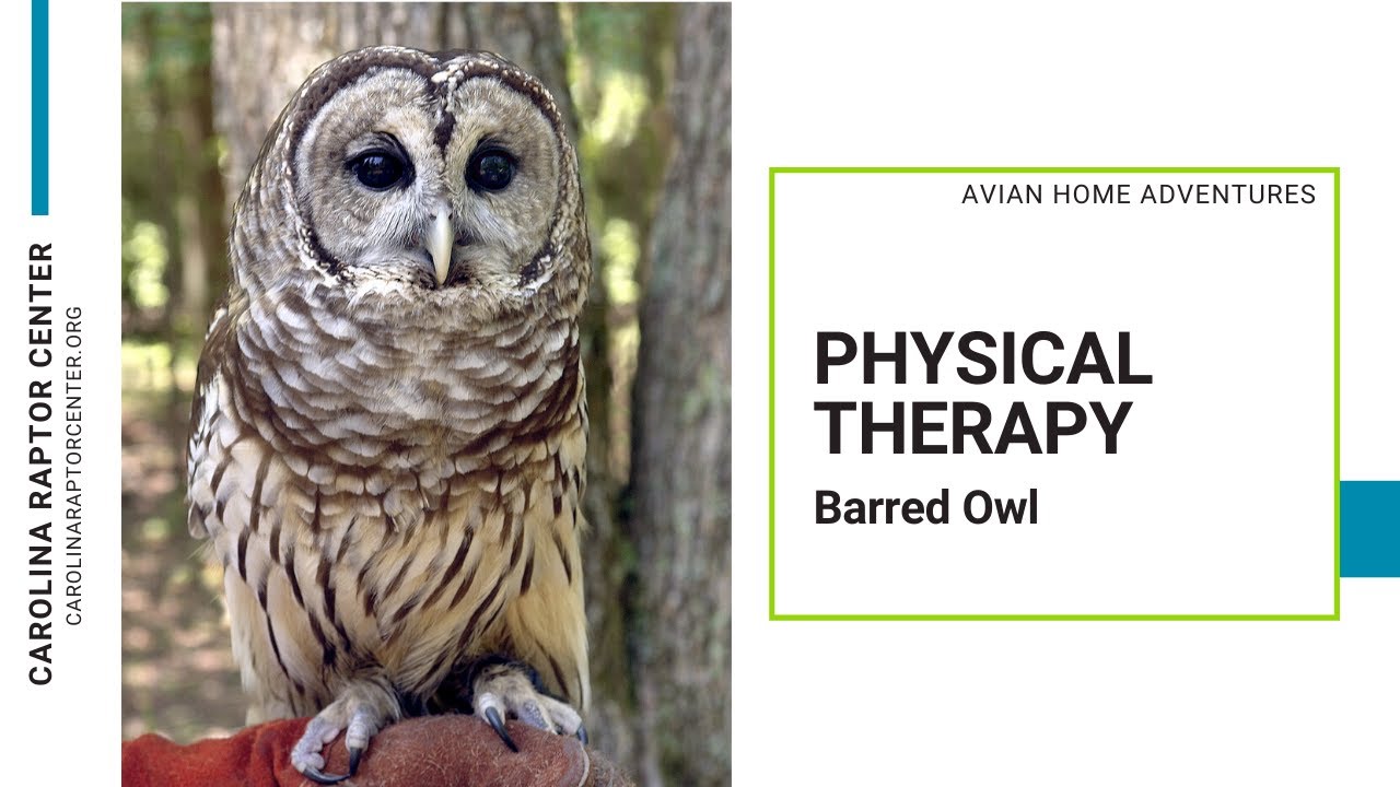 Physical Therapy with a Barred Owl - YouTube