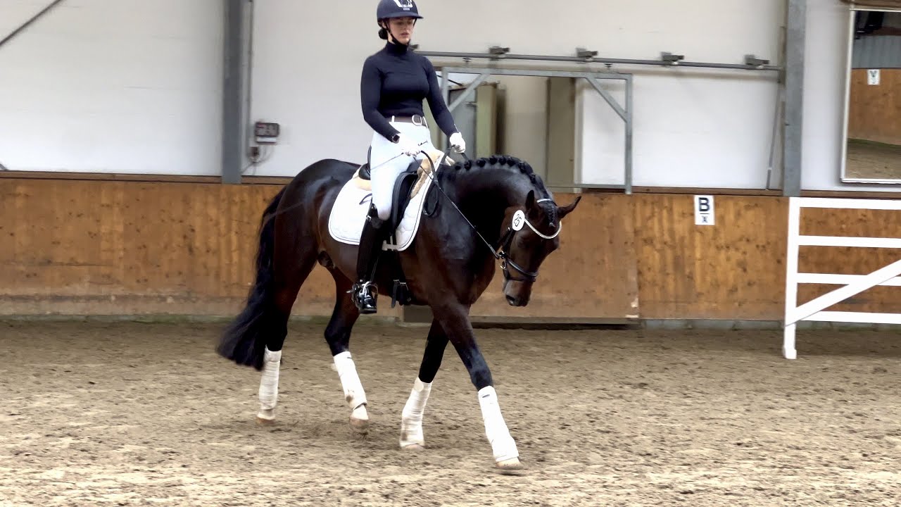 FINO - 50 day stallion performance test in dressage in Schlieckau - YouTube