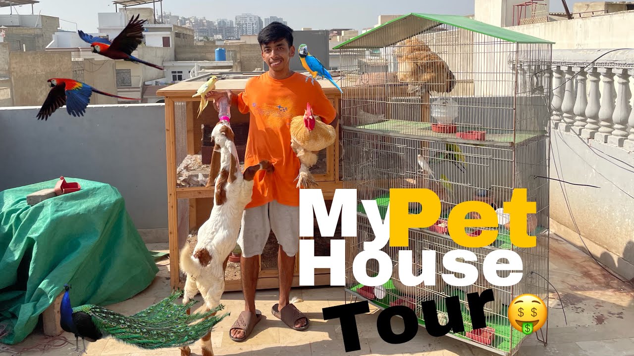 Pet House Tour Kara Diya🤑🦜 - YouTube
