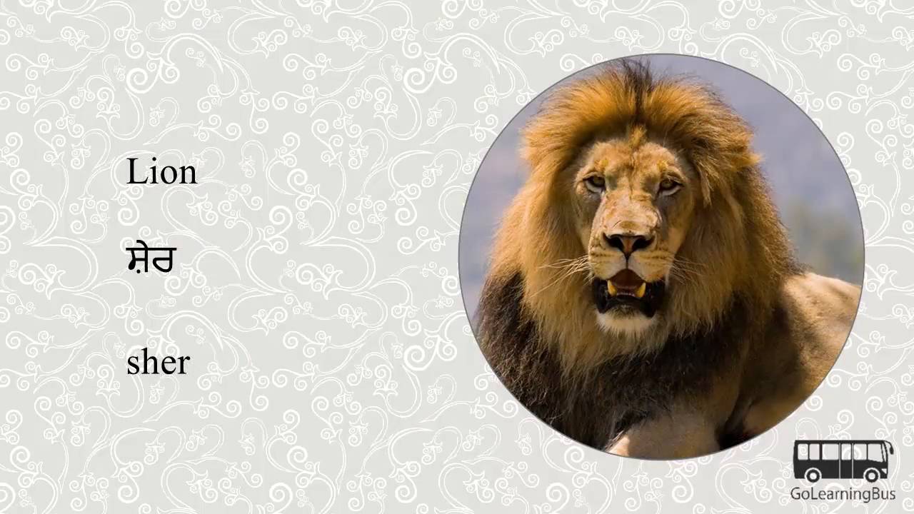 Learn Punjabi Visual Dictionary - Animals via Videos by GoLearningBus ...