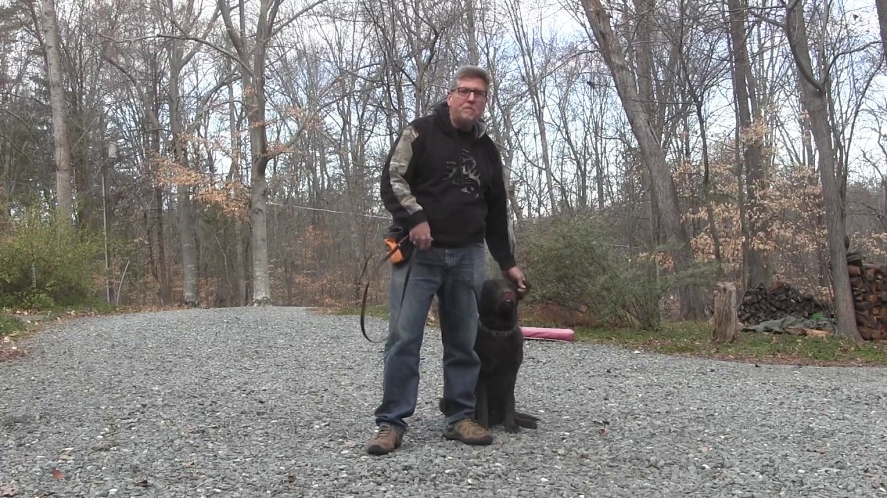 Duck | Chocolate Labrador Retriever Puppy Training Winston Salem - YouTube