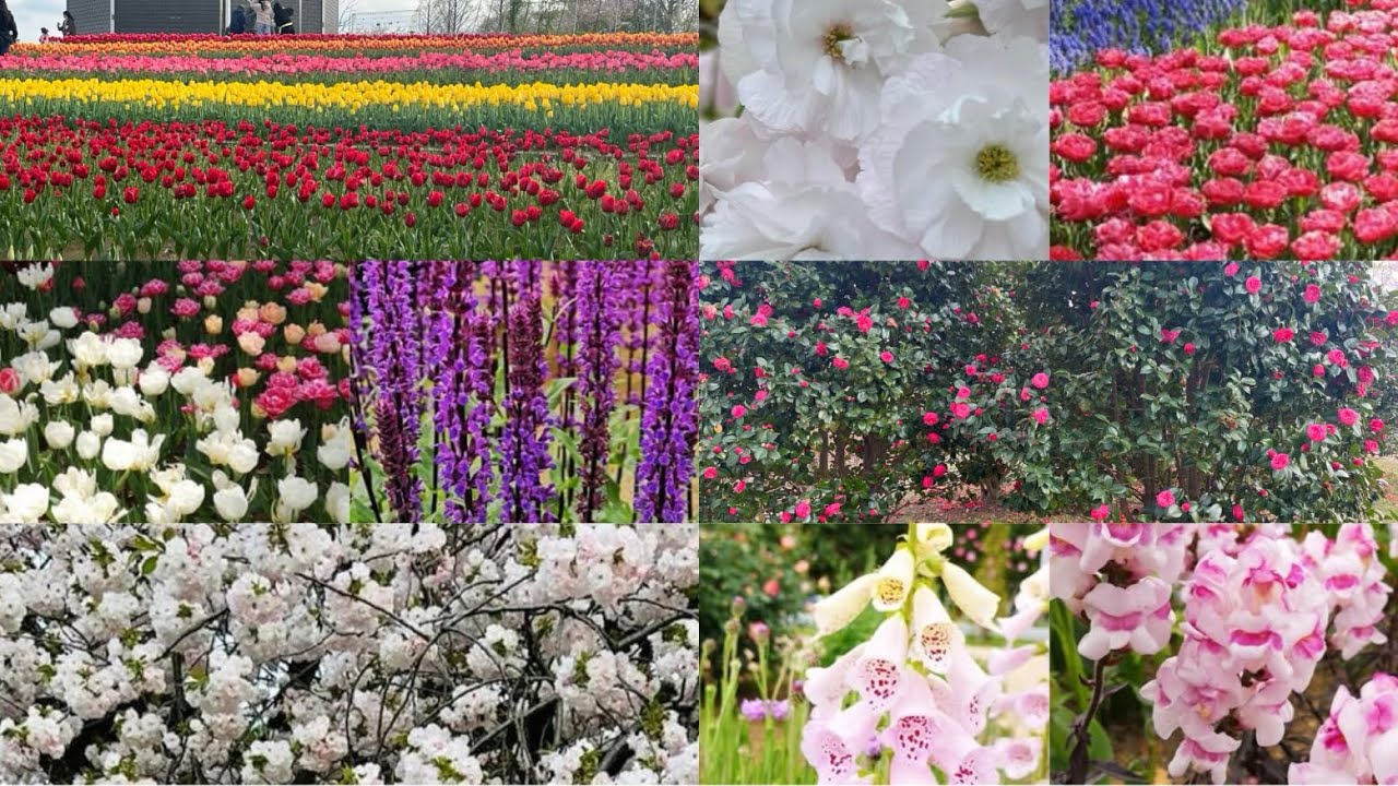 Time for the Spring Flowers to shine😂//My Fave Season, Spring//Bubuka ...