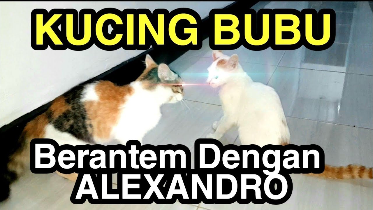 #67. KUCING BUBU BERKELAHI DENGAN ALEXANDRO LUCU BANGET - YouTube