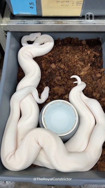 3 Most Expensive Snakes In The World #shorts #animals #wildlife - YouTube