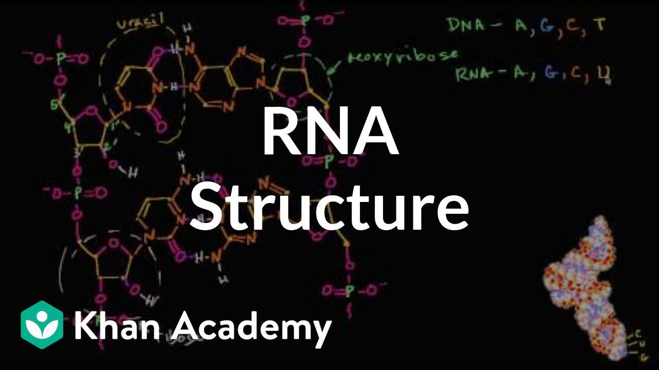 Molecular Structure Of Rna Macromolecules Biology Khan Academy