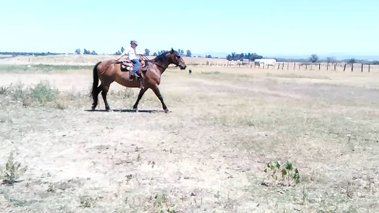 Toad 8 year old kids horse for sale - YouTube