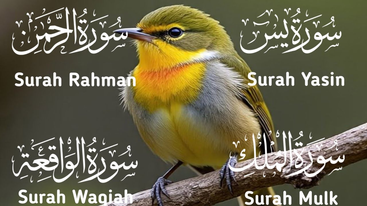 Four Surahs for Peace And Healing | Yaseen, Rahman, Waqiah, Mulk ep 39 ...