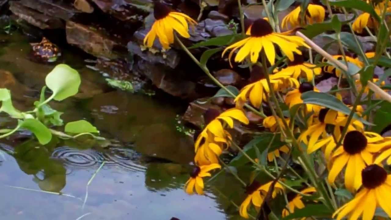 Part 2 of 10 Wild eastern box turtle story, box turtle care, rehab and ...