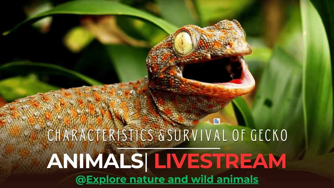characteristics &survival of gecko animals #livestream - YouTube
