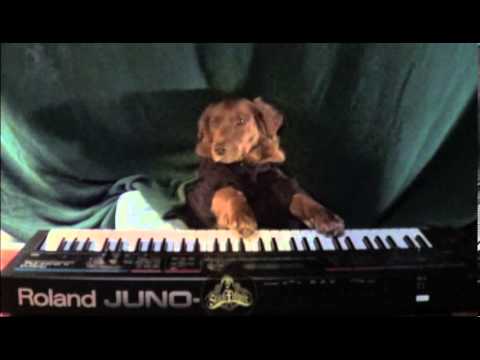 Cocoa the Keyboard Dog - YouTube
