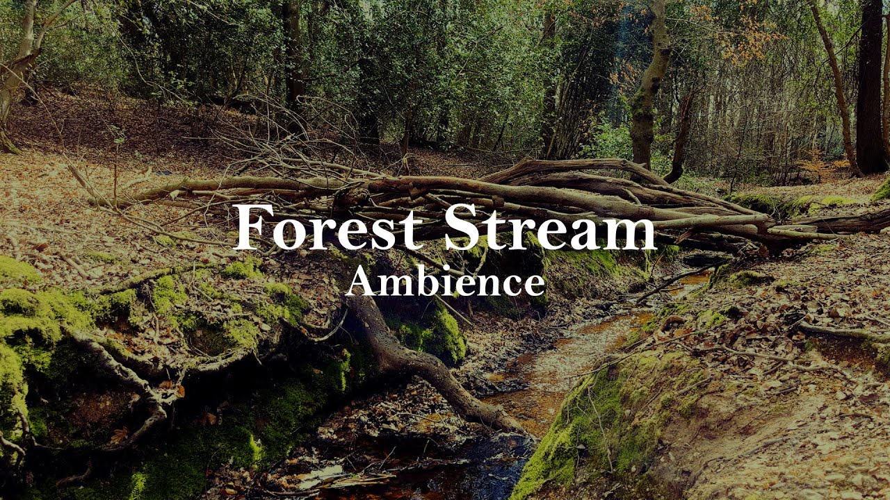 FOREST STREAM Ambience | Relaxing River Sounds in Woodland - YouTube