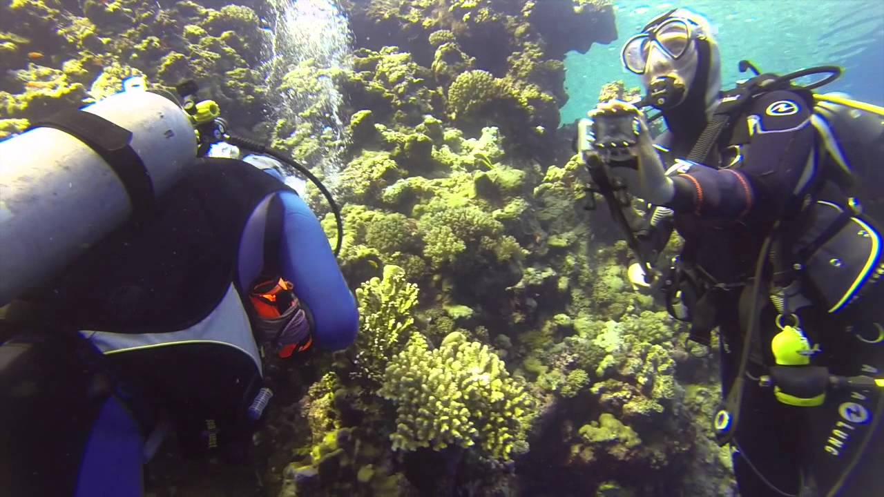 DAEDALUS REEF 1 Croisière Mer Rouge plongée BDE Lundi 2/12/2013 matin ...