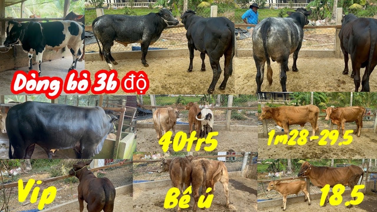22-3| Bảo giá cái xác 4 con 34tr. Đực lở 3b độ, mẹ con đực 18tr5. Đực ...
