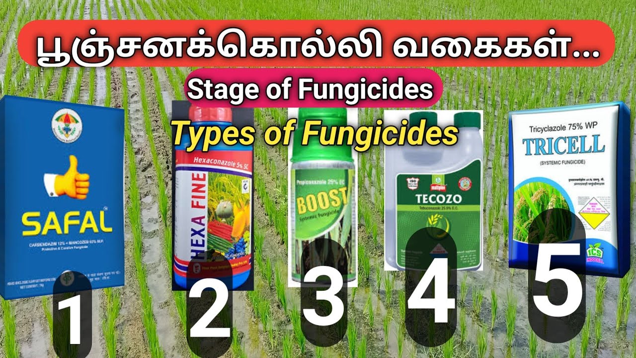 நாம் பயன்படுத்தும் பூஞ்சனக்கொல்லிகளின் வகைகள் | stages and types of ...