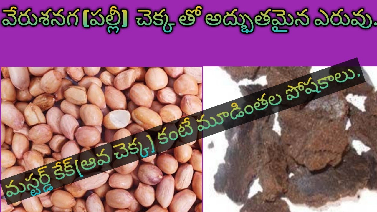 56.Groundnut cake fertilizer. Groundnut cake liquid fertilizer. - YouTube
