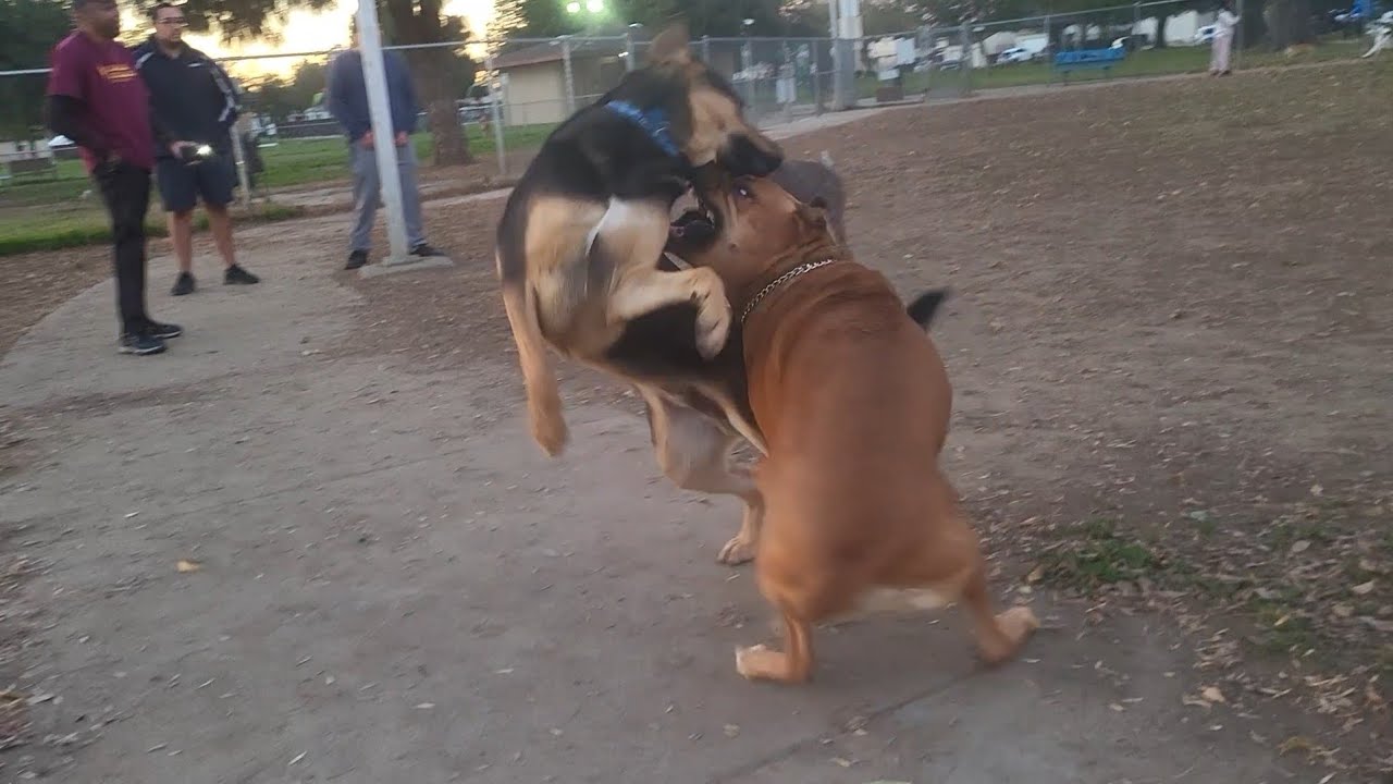 Cane corso tells shepard "stay off my back!! - YouTube