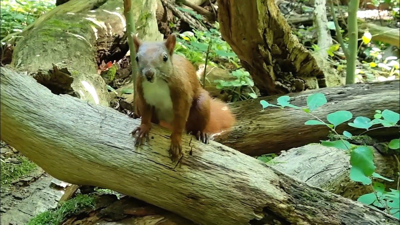 Pretty Red Squirrels Jump On Tree Branches | Nature Video - YouTube