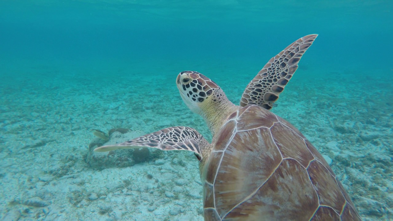 Turtle Diving in Cayman Islands at Spotts - YouTube