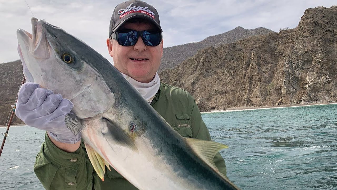 Baja Yellowtail - YouTube