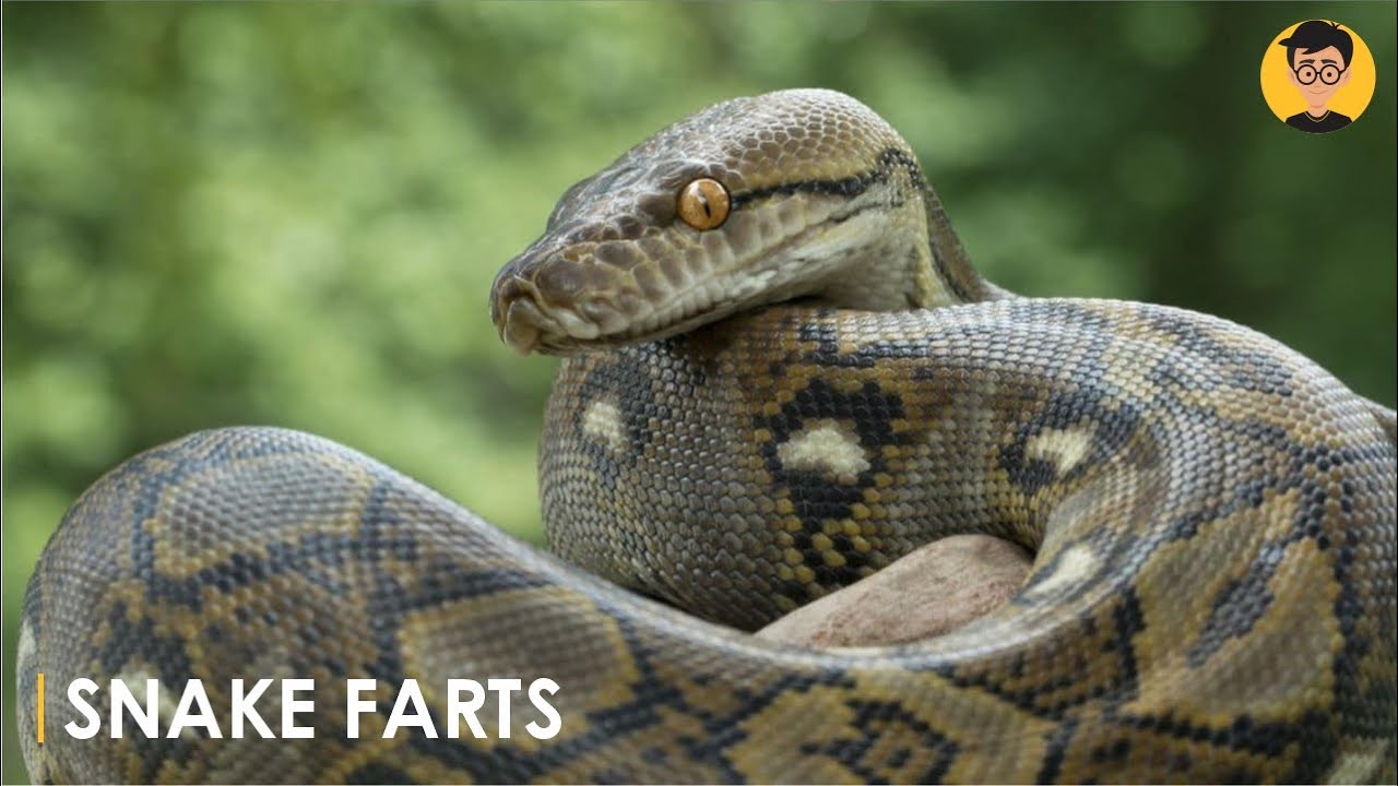 Snake Farts - YouTube