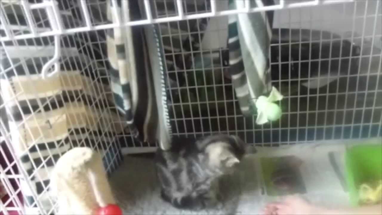 Celia Haddon - taming a feral kitten 1 - YouTube