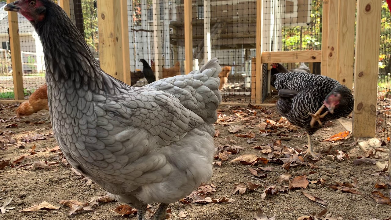 The girls introduction to the new Extended Chicken Run - YouTube
