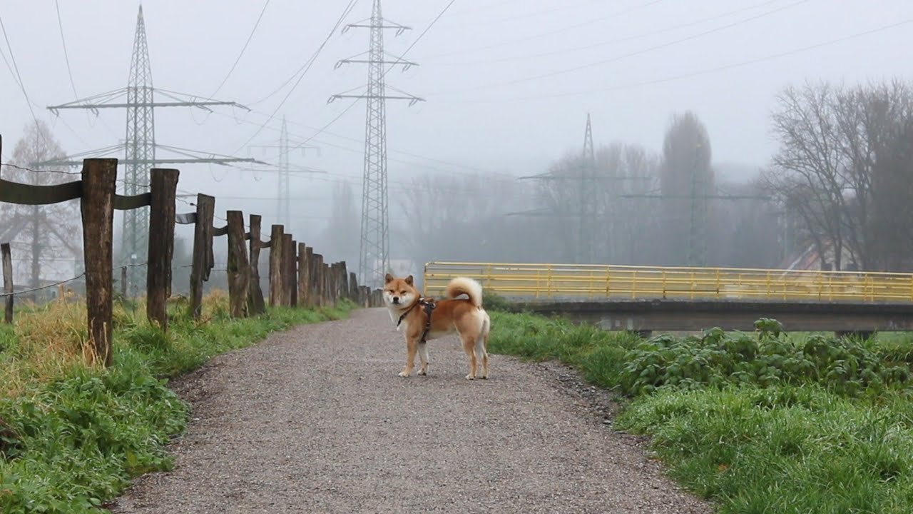 Shiba Inu going for a walk in the rain | Jimmy me Shiba - YouTube