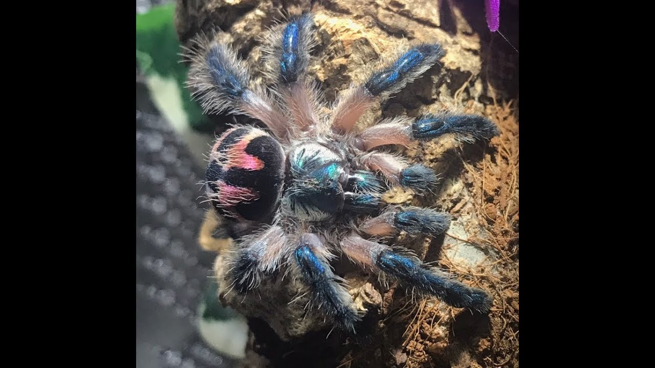 Typhochlaena seladonia breeding group - YouTube