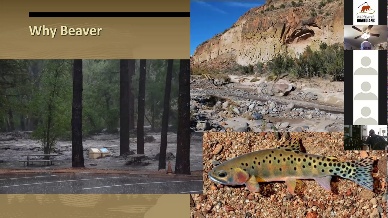New Mexico Beaver Summit: Return of the Beaver - YouTube
