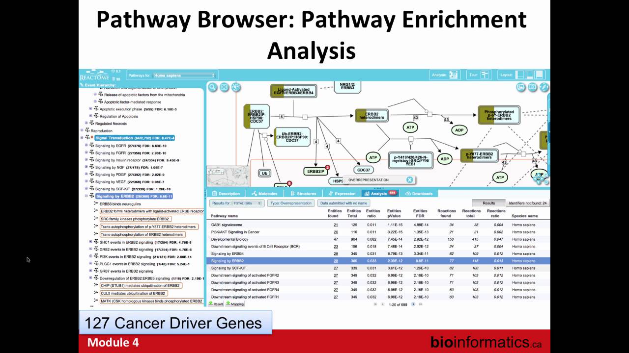 More Depth on Pathway and Network Analysis - YouTube