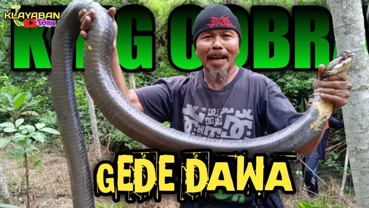 PERBURUAN ULAR TEDUNG SELAR / KING KOBRA TERBESAR DEKAT PEMUKIMAN - YouTube