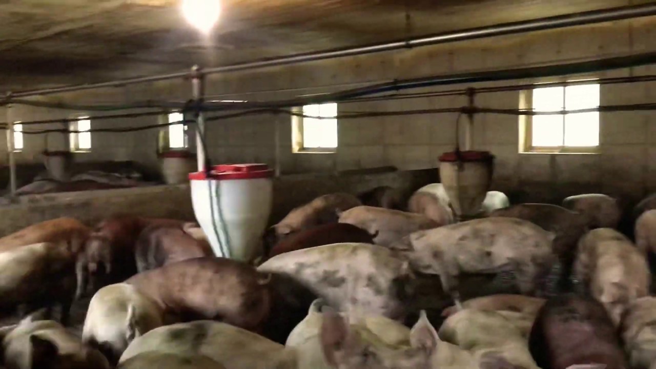 कोरियामा यसरी पालिन्छ बङ्गुर pig farm in South Korea - YouTube