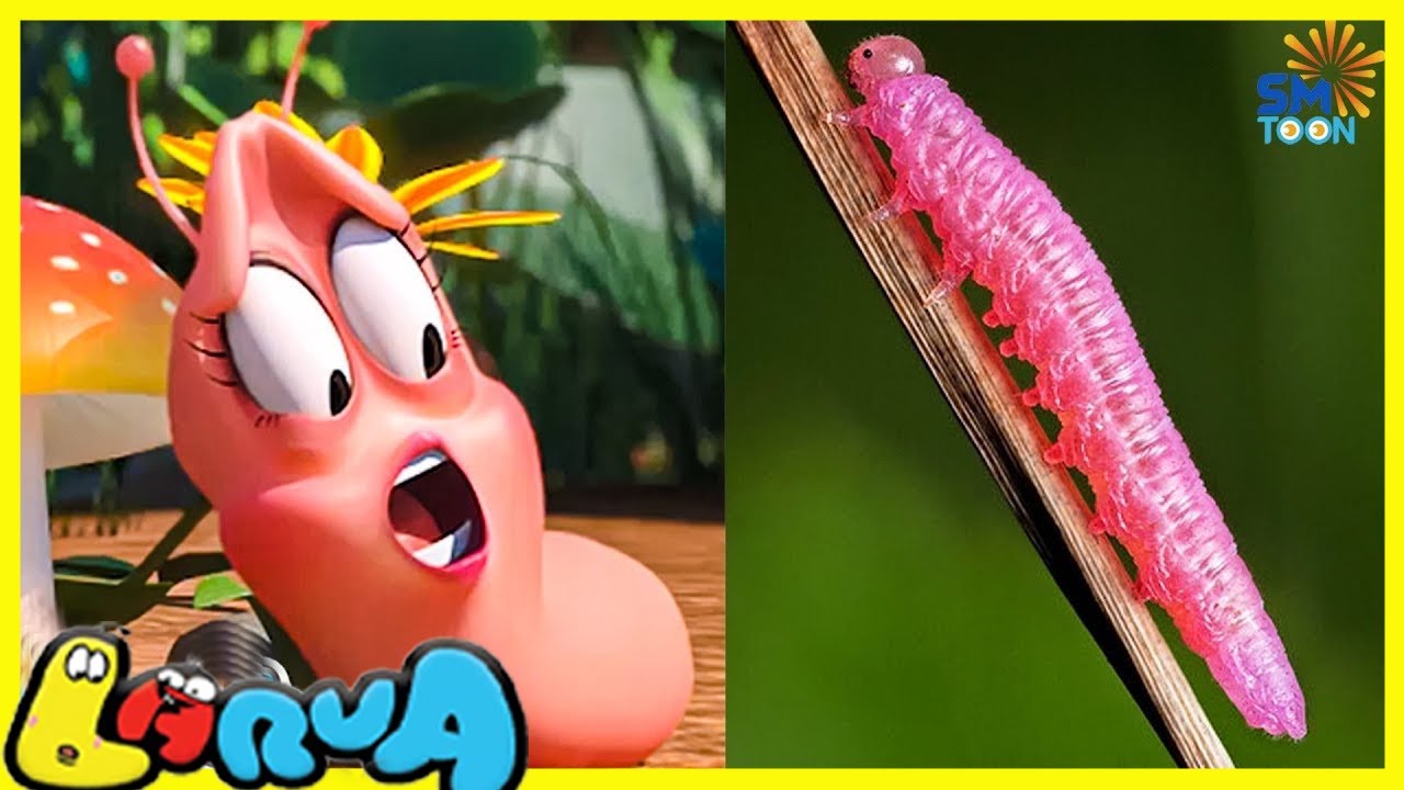 LARVA TUBA 2023 | HỒNG NGOÀI ĐỜI THẬT | ẤU TRÙNG TINH NGHỊCH | PHIM ...