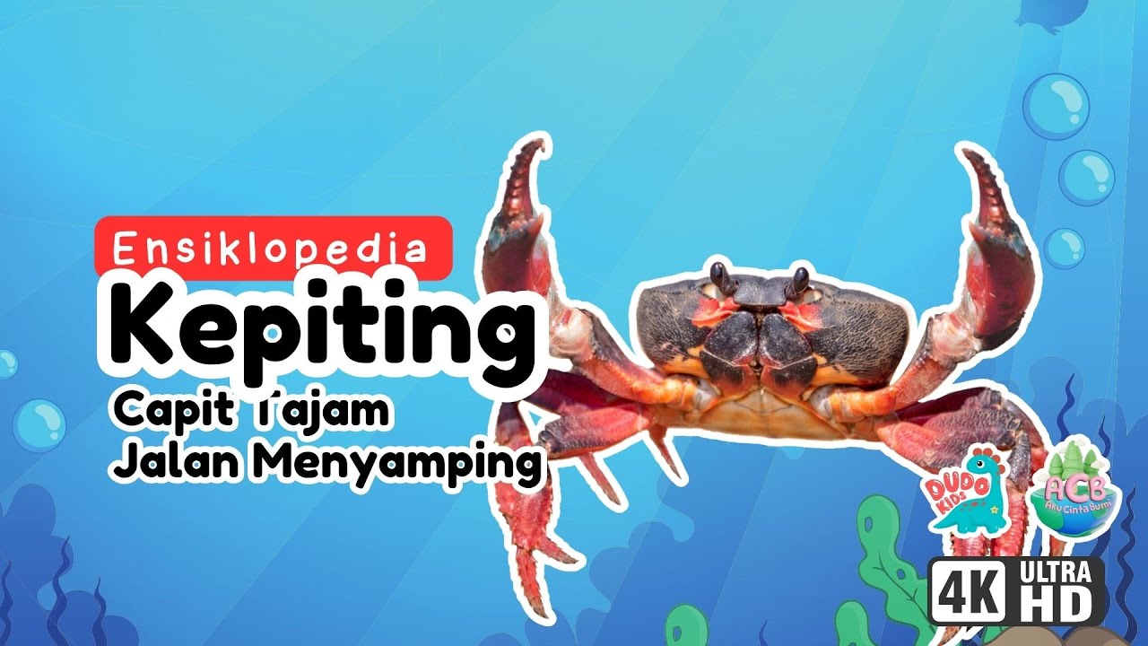 Kepiting Capit Yang Kuat Jalan Menyamping | Ensiklopedia Kepiting - YouTube