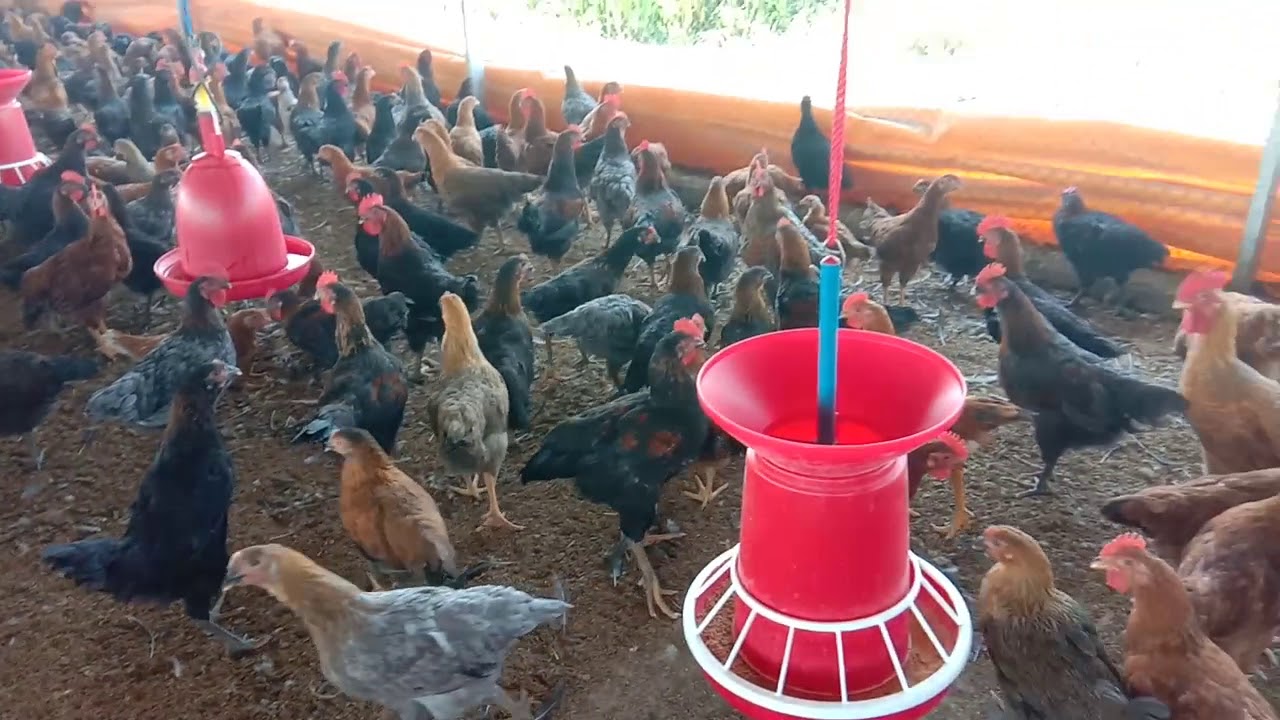 Gavran poltry farm total information - YouTube