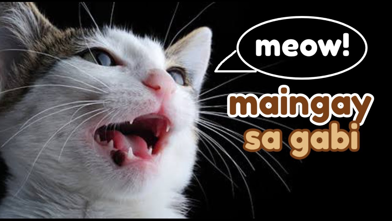 PUSA NA MADALAS MAINGAY AT UMIYAK SA GABI ANONG DAHILAN - YouTube