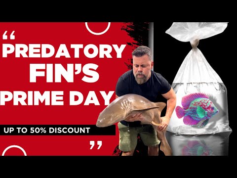 $1,000 Aquarium Fish For Half Price!!! PREDATORY FIN’S PRIME DAY 🔥 ...