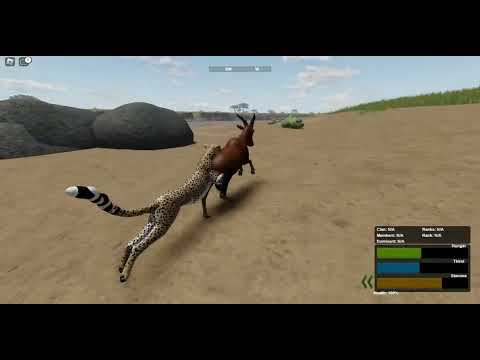 cheetah hunting topi [ wild savanna ]