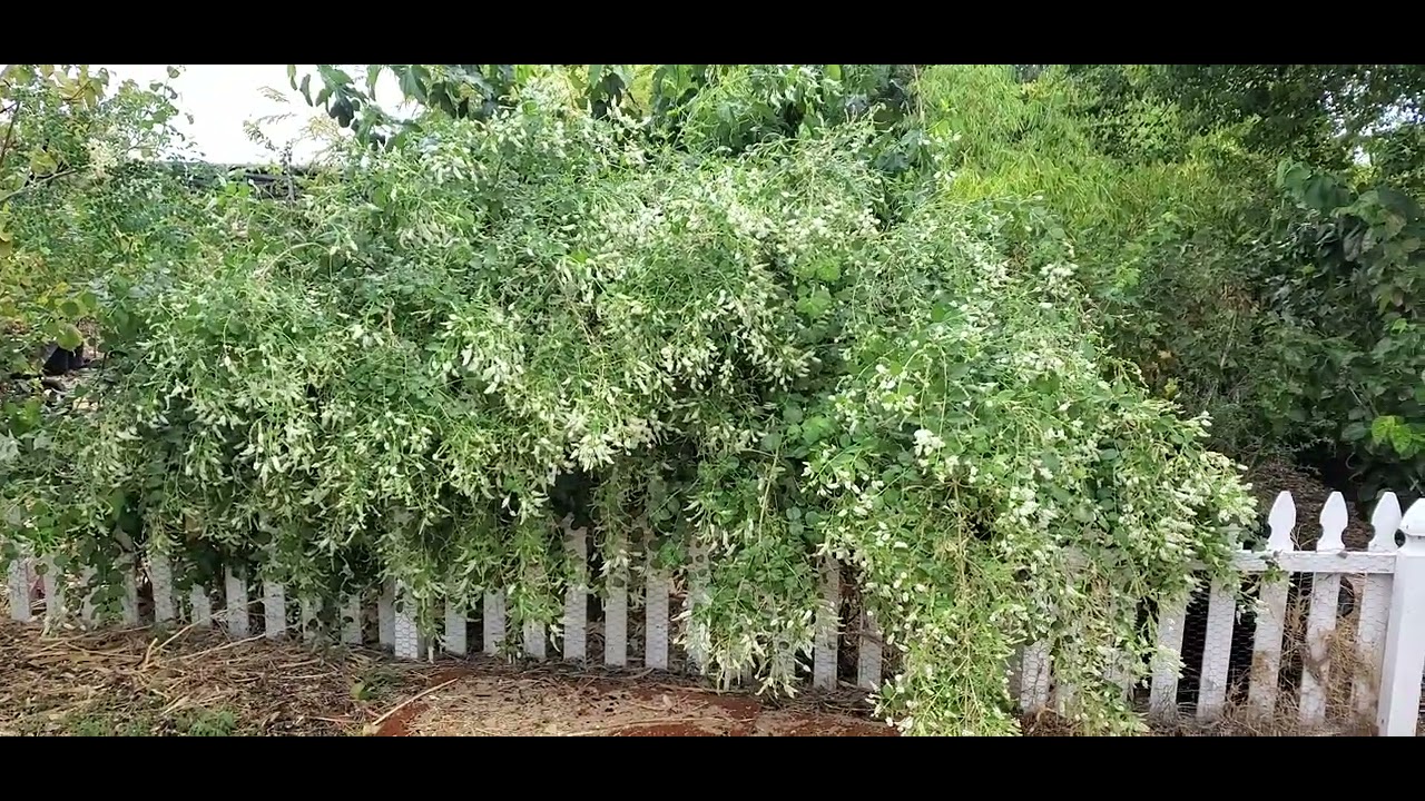 Sweet Almond bush, full sun plant, EXTREMELY fragrant, Phoenix AZ - YouTube