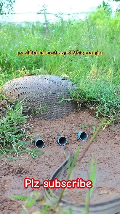 Easy Underground Snake Trap Using bamboo pimps #snaketrap #shorts - YouTube
