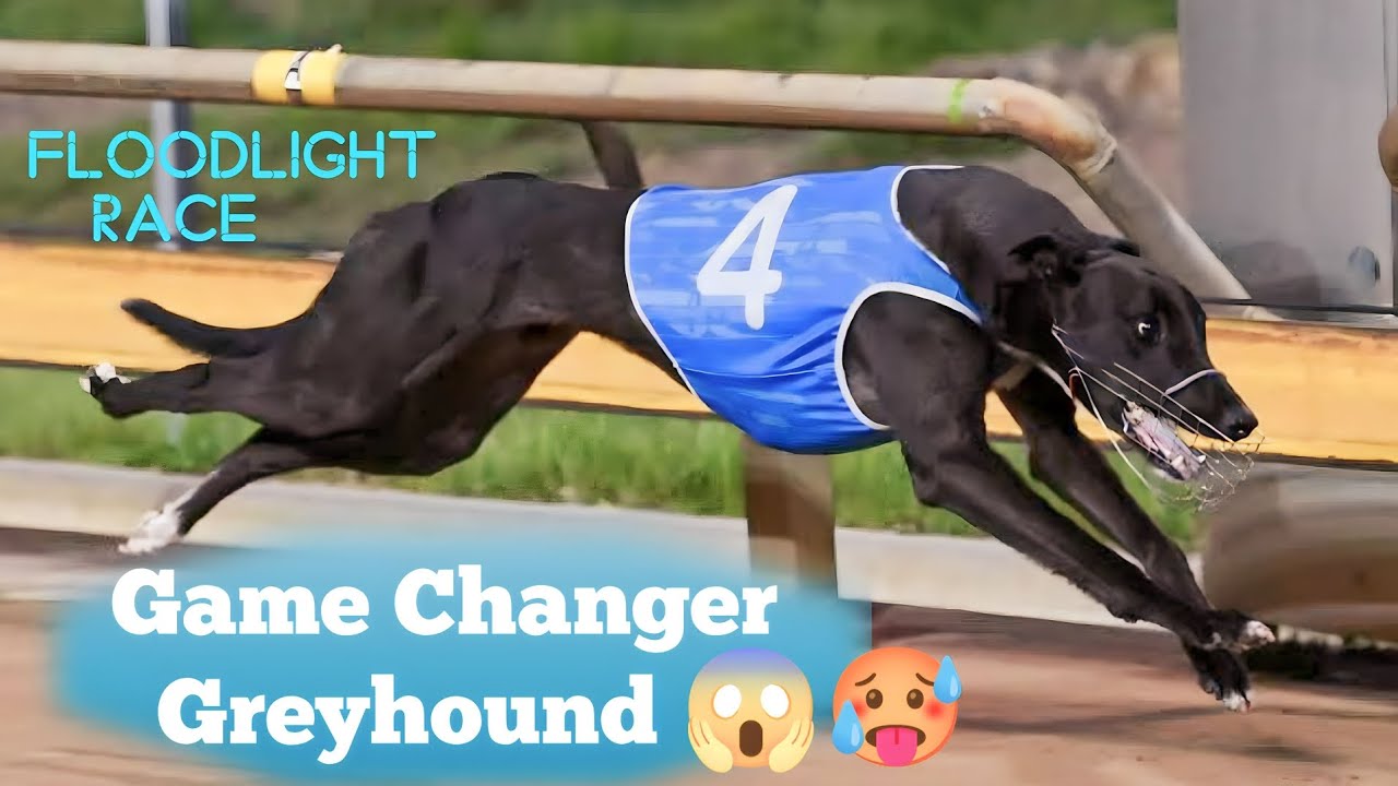 Floodlight Race | Greyhound | Dog Race | Central Park | Greyhound ...
