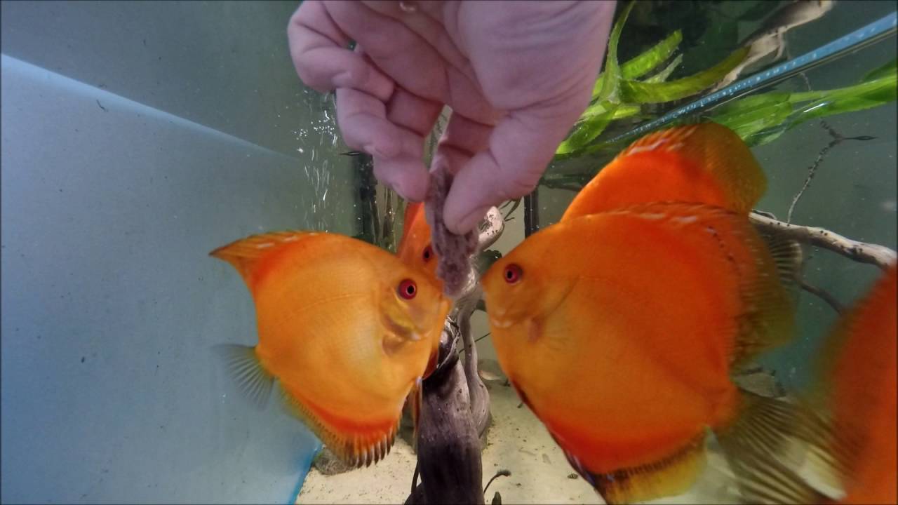 Gopro inside fish tank. Discus Stendker Red Marlboro 7 mois - YouTube