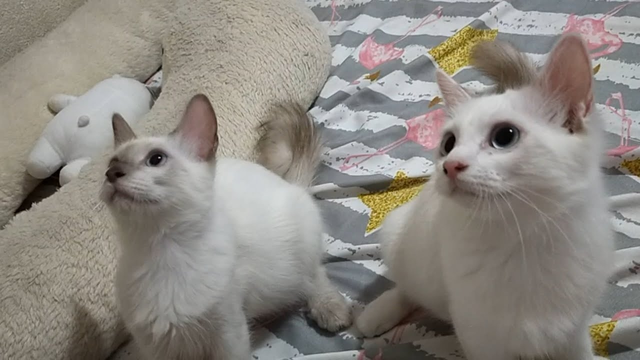 Permese(PersianxSiamese) Cats enjoys playing with their Meowmy ...