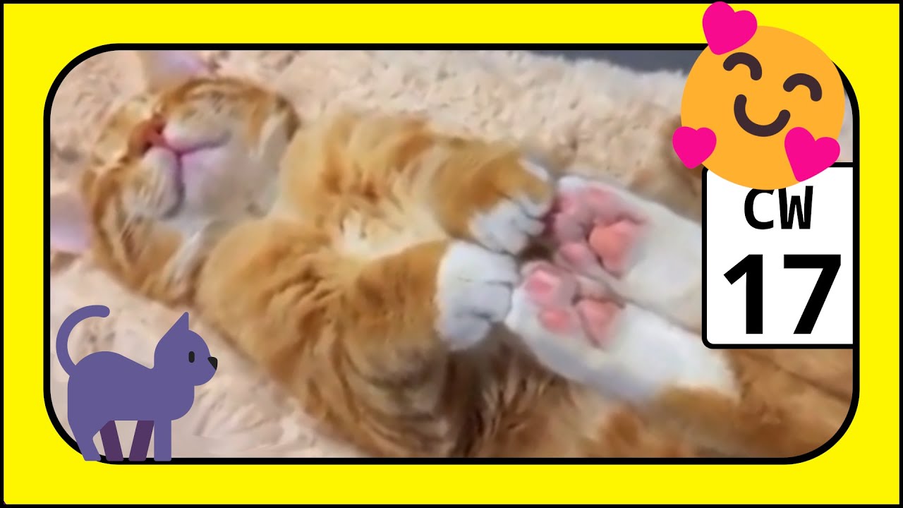 Happy Caturday - CW17 - YouTube