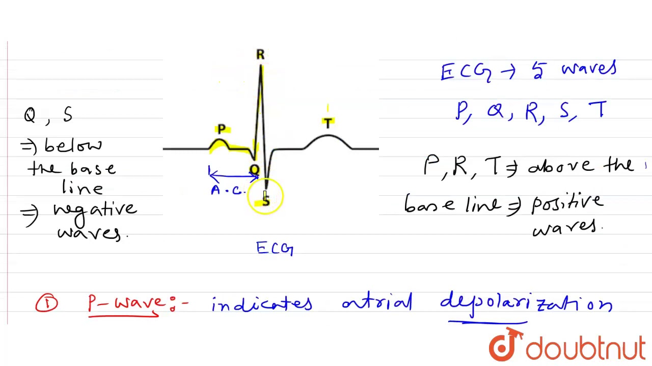 Diagram Of Standard ECG How To Draw Heart Beat Biology, 42% OFF