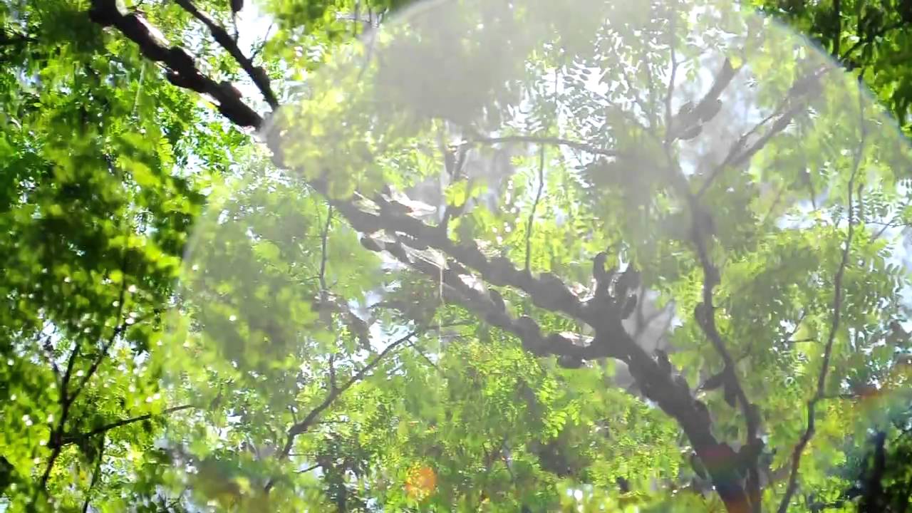 Cicada Rain in Singapore - Squirt Symphony No. 1 - YouTube