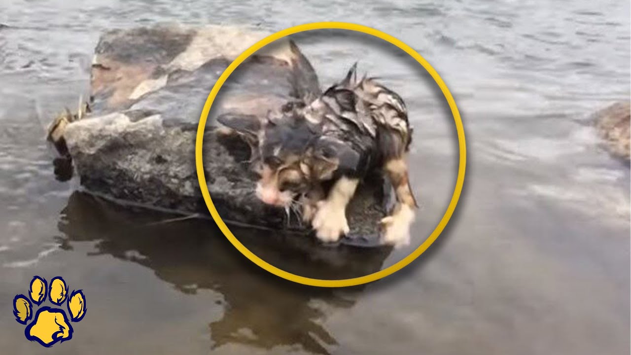 The Kitten Was Thrown Into the Water, But It Survived By Climbing Onto ...